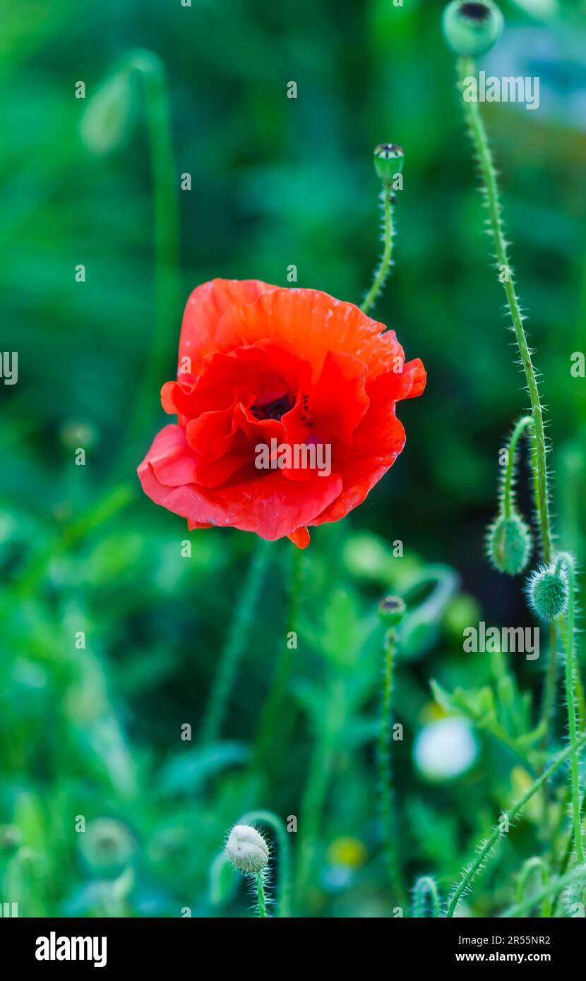 Poppy flower or papaver rhoeas poppy plants Stock Photo - Alamy