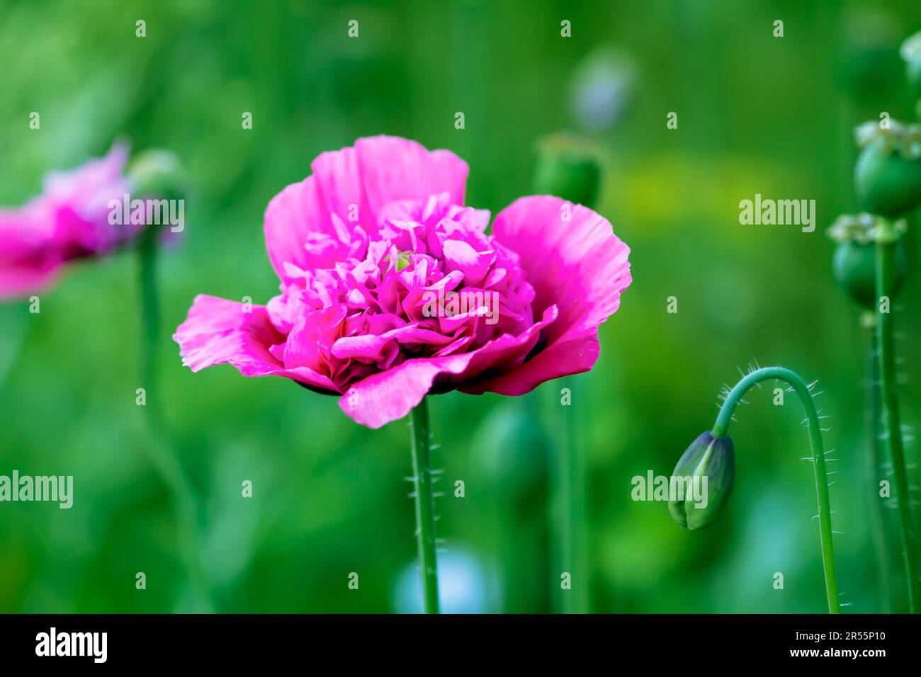 Poppy flower or papaver rhoeas poppy plants Stock Photo - Alamy
