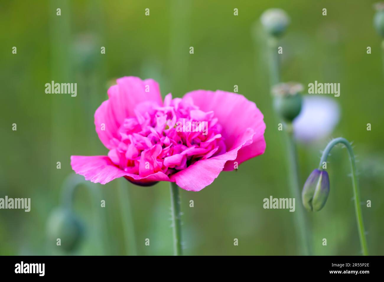 Poppy flower or papaver rhoeas poppy plants Stock Photo - Alamy