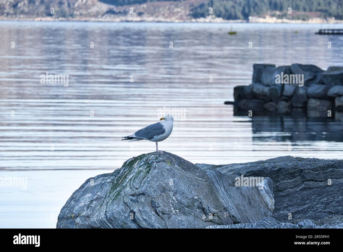 seagull standing on a rock by the fjord in Norway. Seabird in ...