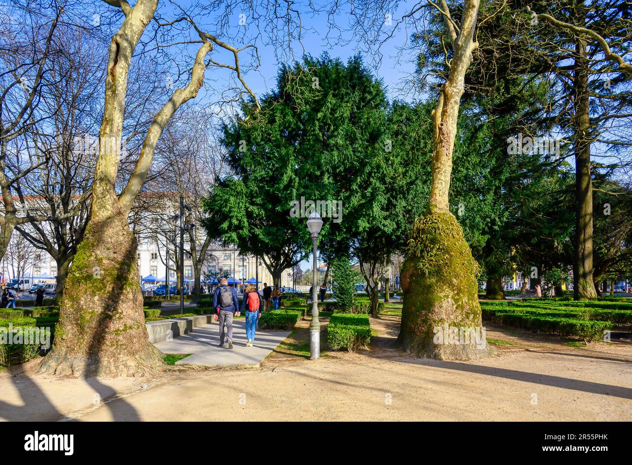 Porto, Portugal-February 19, 2023: Decorative trees with a thick trunk ...