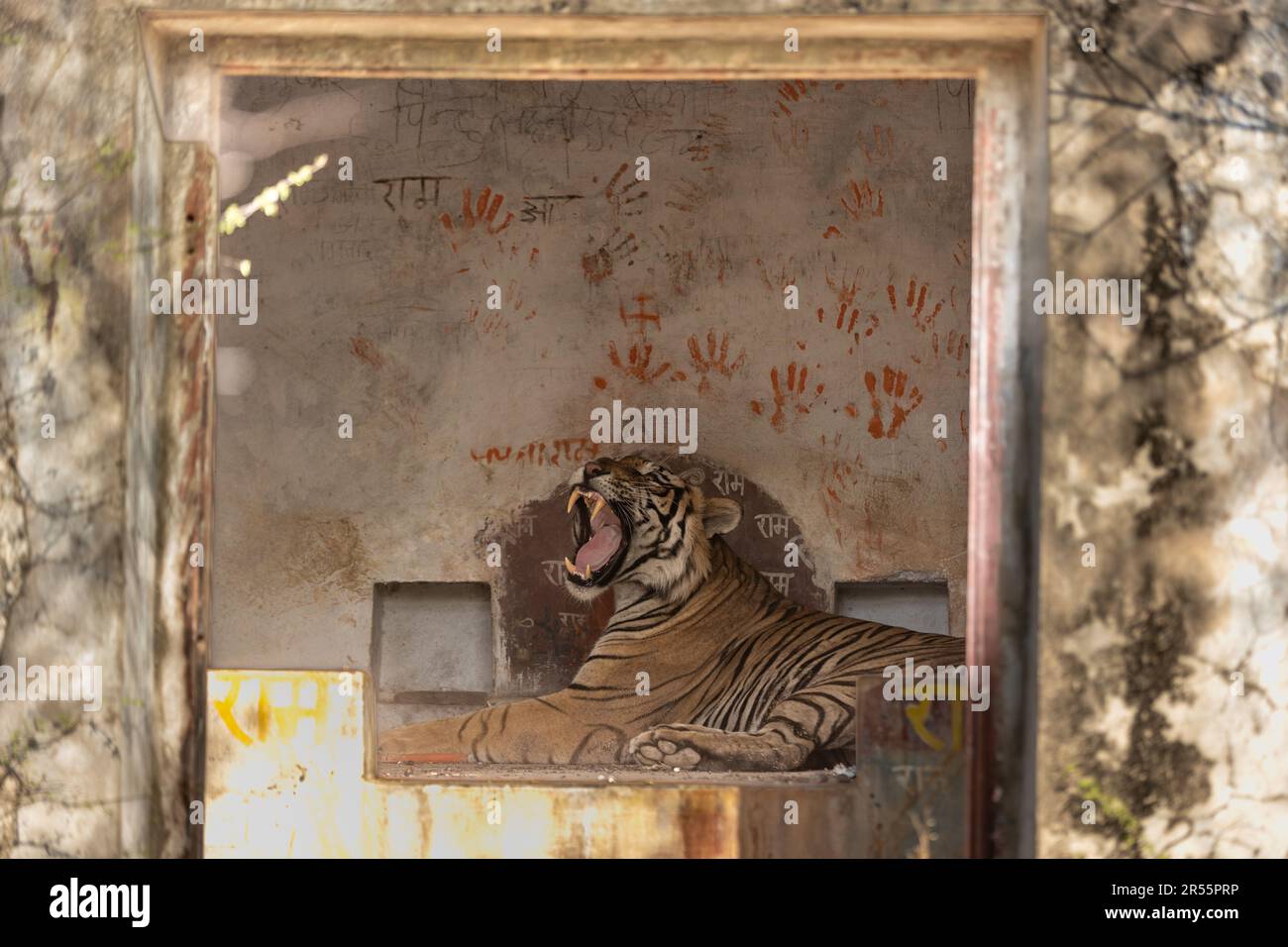 THRILLING images and videos of a tiger entering an 80 year old temple ...