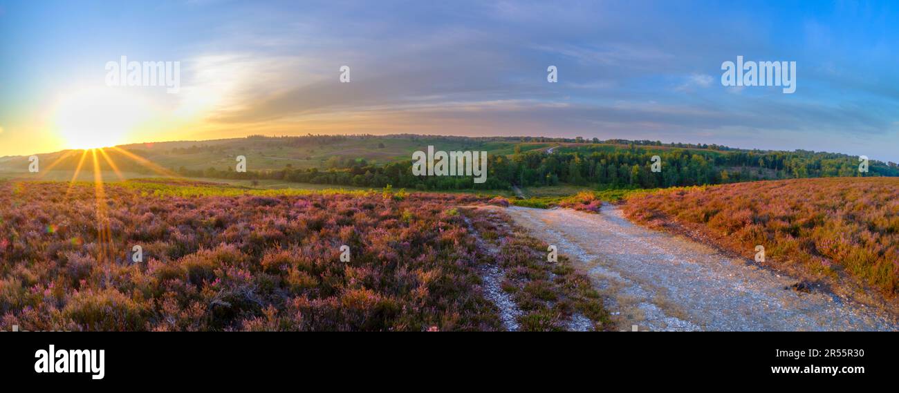 Linwood, UK - August, 6 2022: Sunrise over the heather of Rockford ...