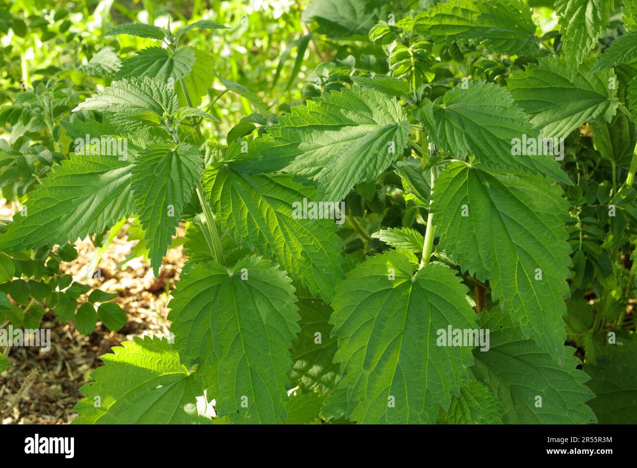 Stinging-nettles bush greenery. Common nettle leaves pattern, top view ...