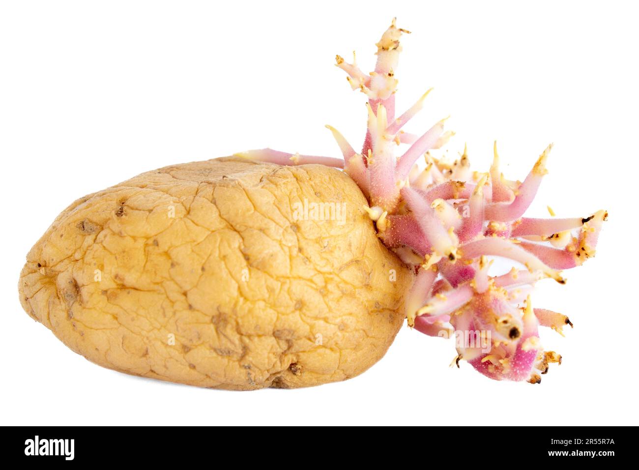close-up rotten old sprouting potatoes on a white background Stock ...