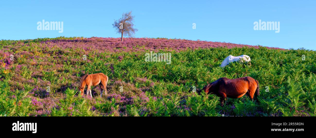 Linwood, UK - August, 6 2022: Sunrise over the heather of Rockford ...