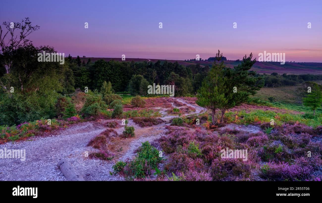 Linwood, UK - August, 6 2022: Sunrise over the heather of Rockford ...