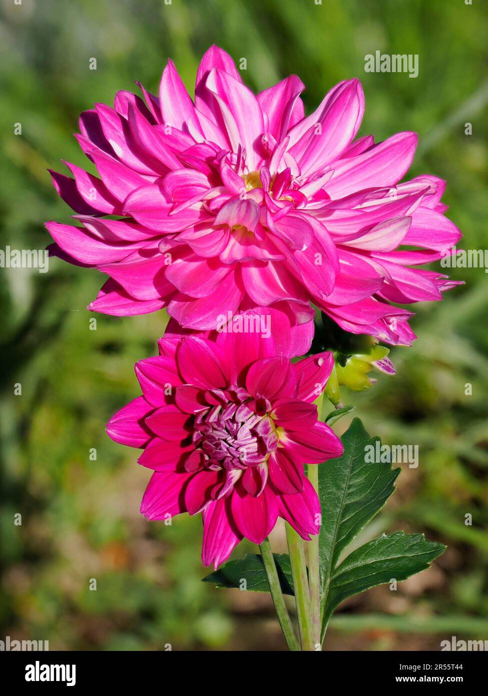 Macro of a red dahlia flowers in french garden Stock Photo - Alamy