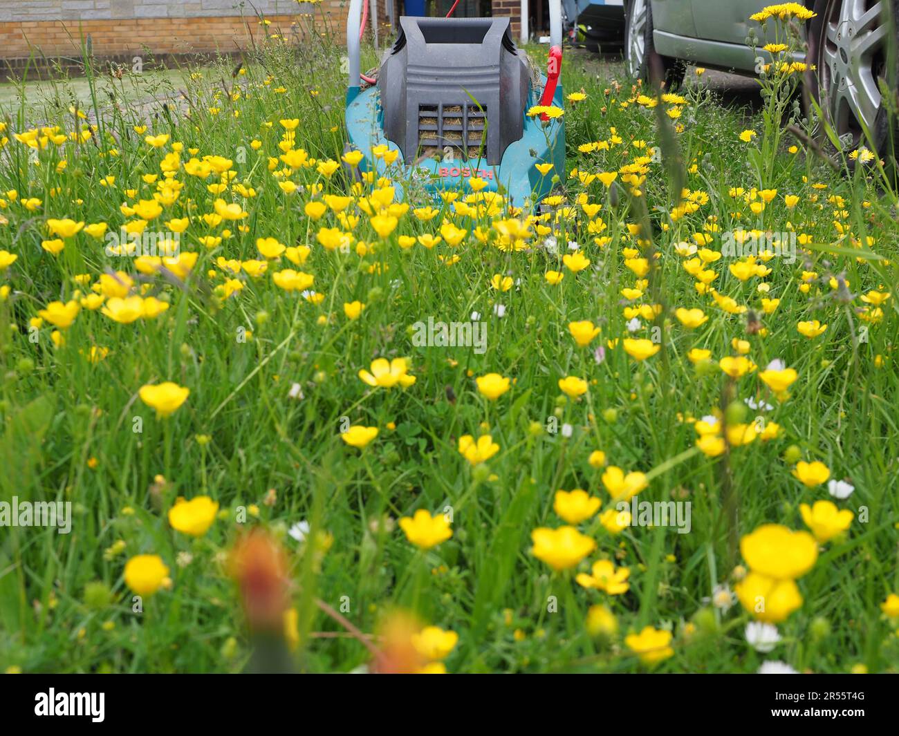 Sheerness, Kent, UK. 1st June, 2023. Today marks the end of the 'No Mow ...