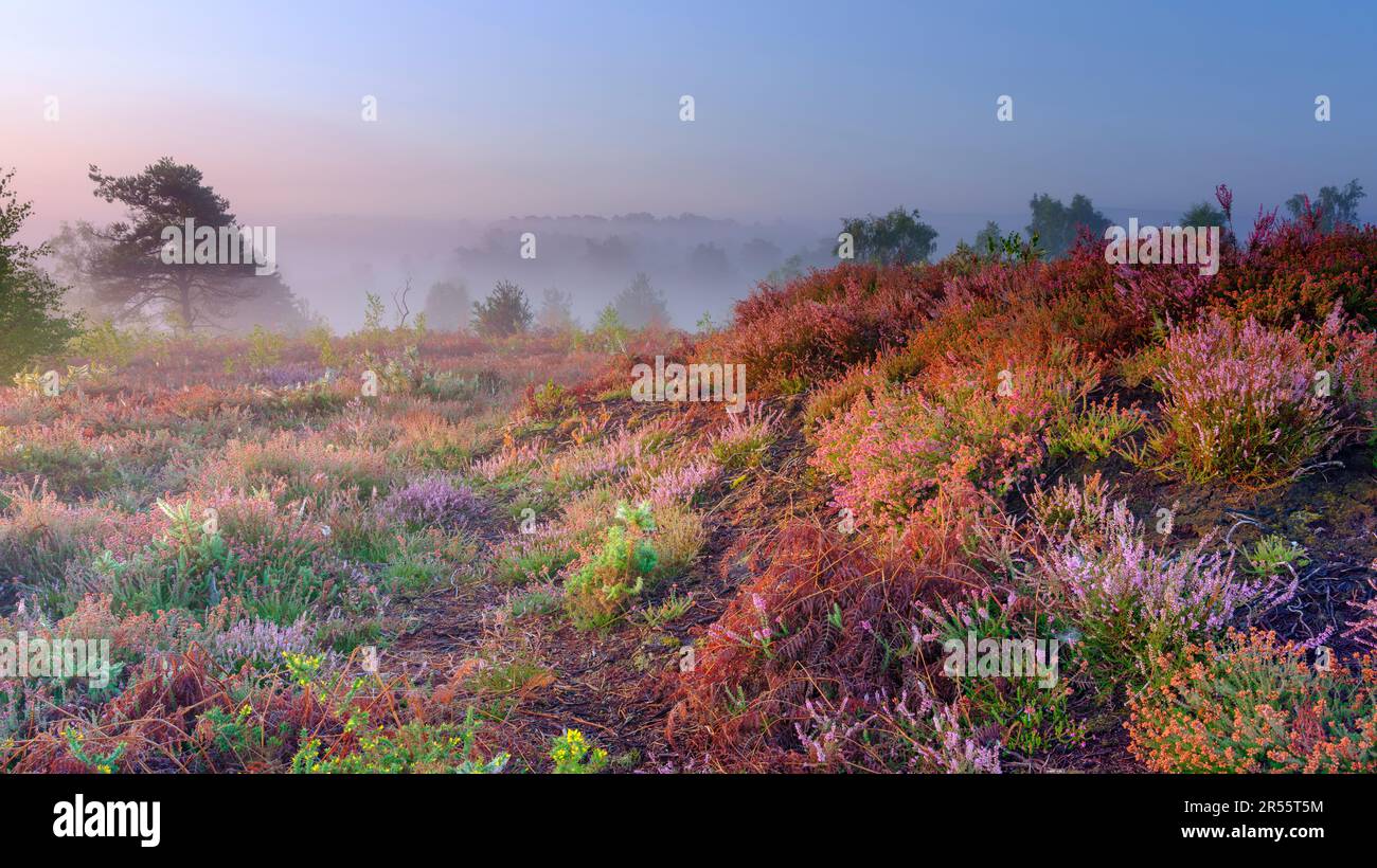 Midhurst, UK - August 26, 2022: Sunrise on Iping Common, South Downs ...