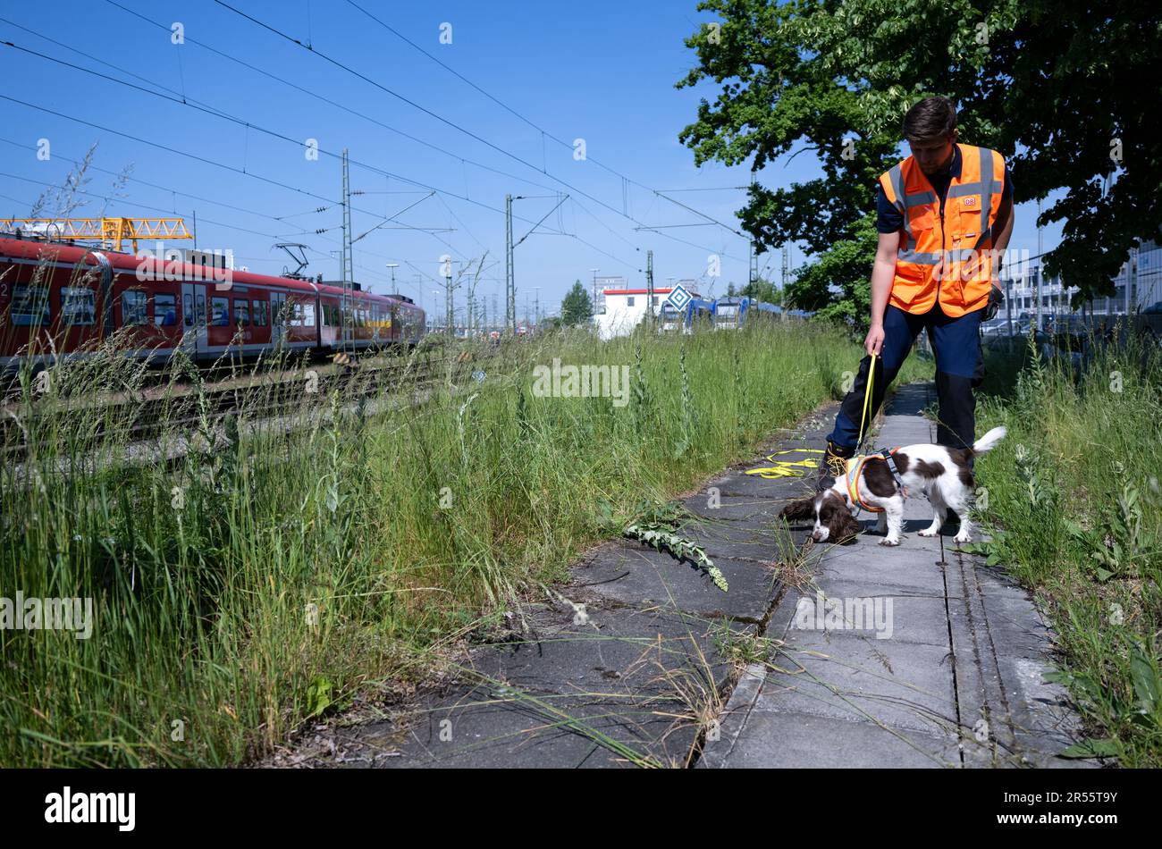 Munich, Germany. 01st June, 2023. Max Bültge, dog handler at Deutsche ...