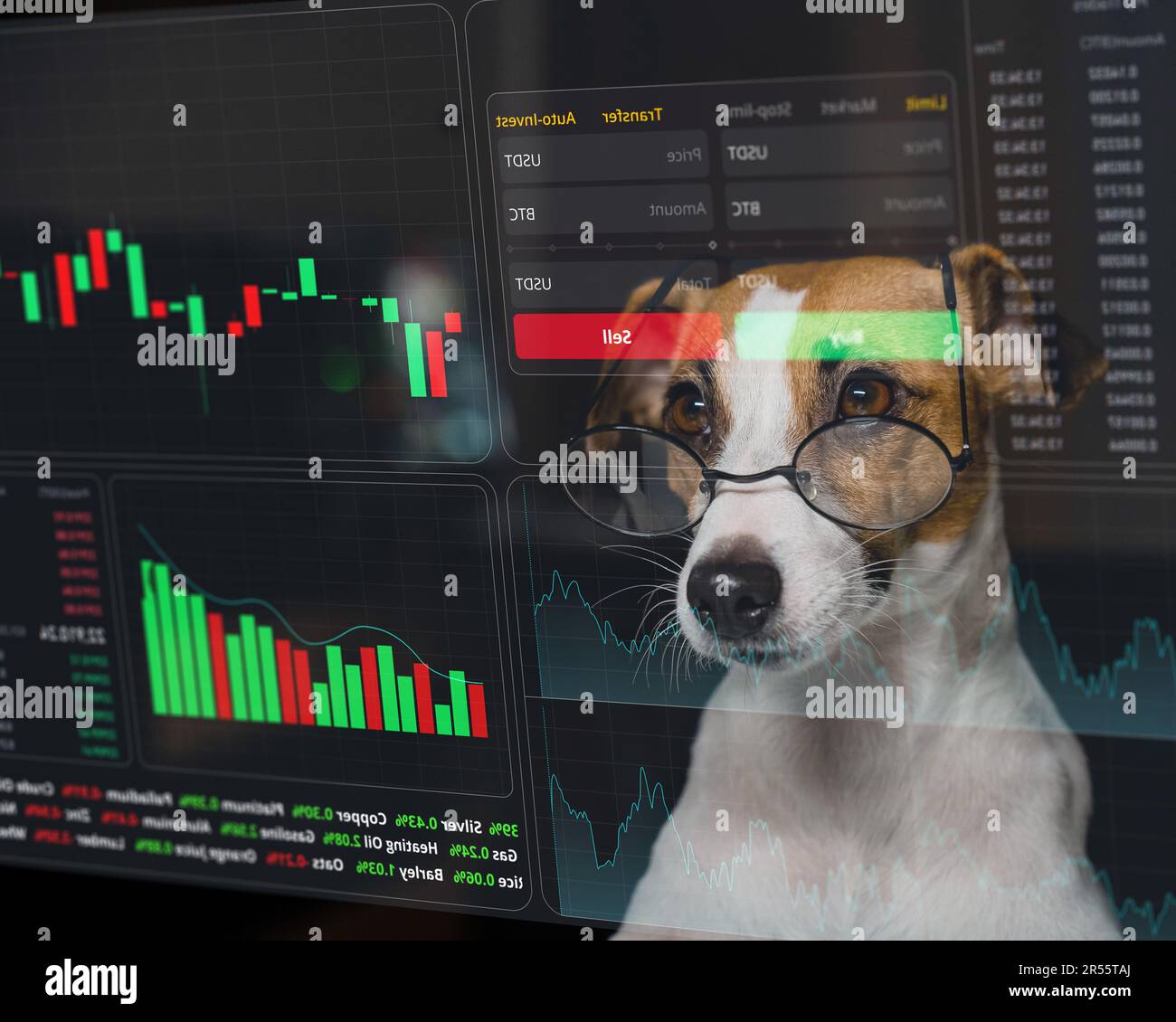 Jack Russell Terrier dog in glasses looks at the HUD menu. Stock charts ...