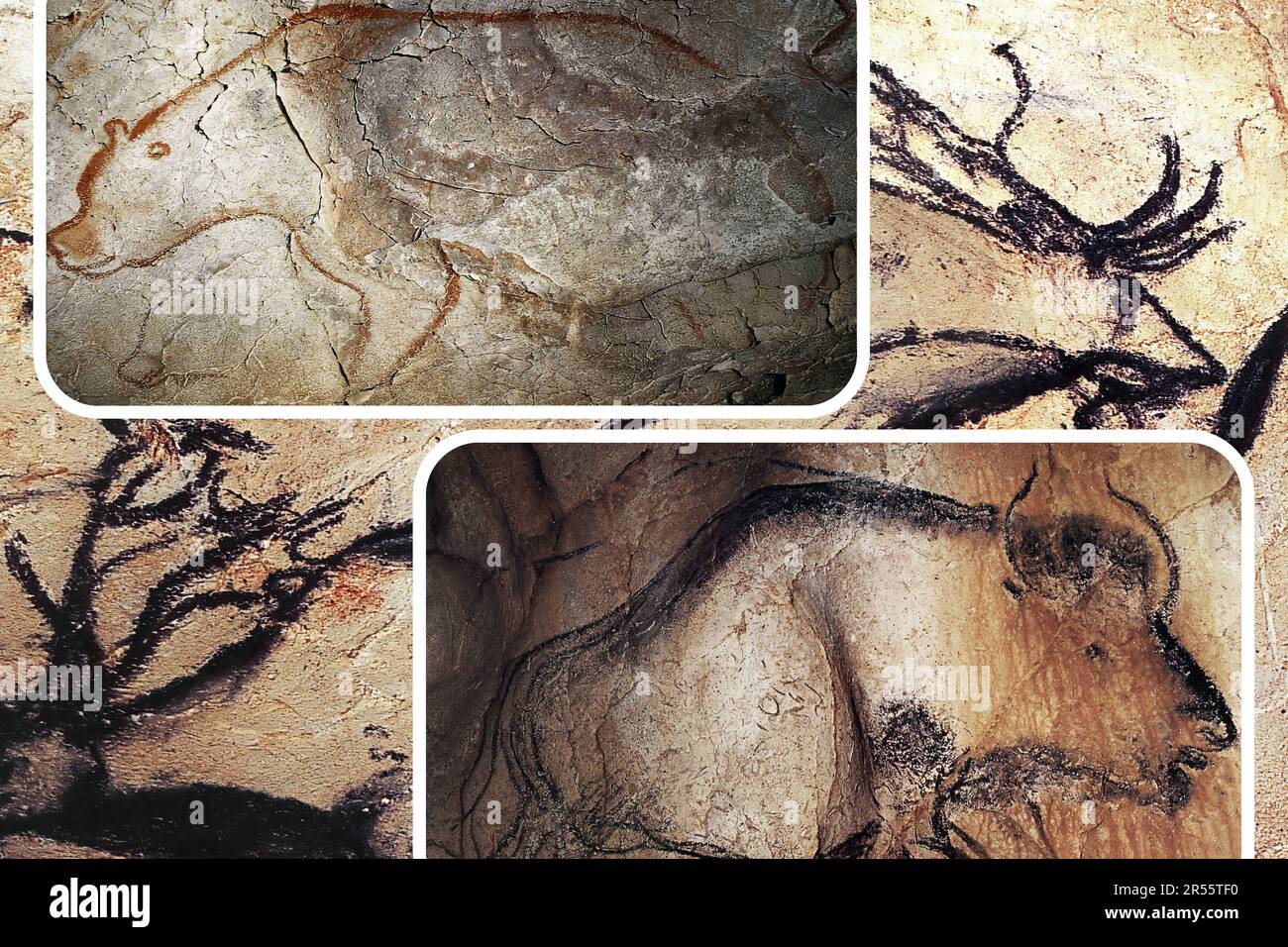 Paleolithic wall art in the famous Grotte Chauvet in France one of the ...
