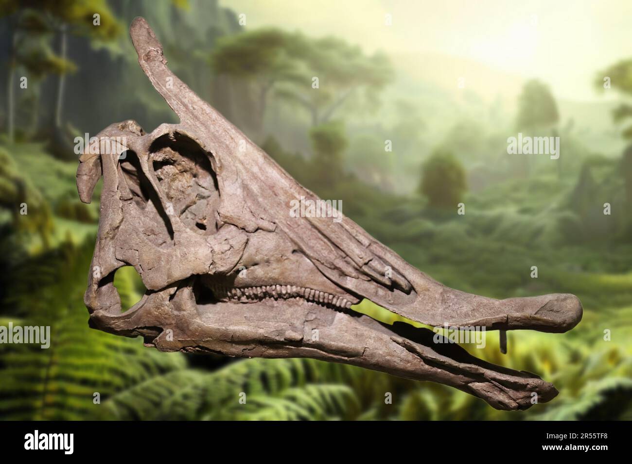 Saurolophus was a genus of hadrosaurid dinosaur that lived in Asia and ...