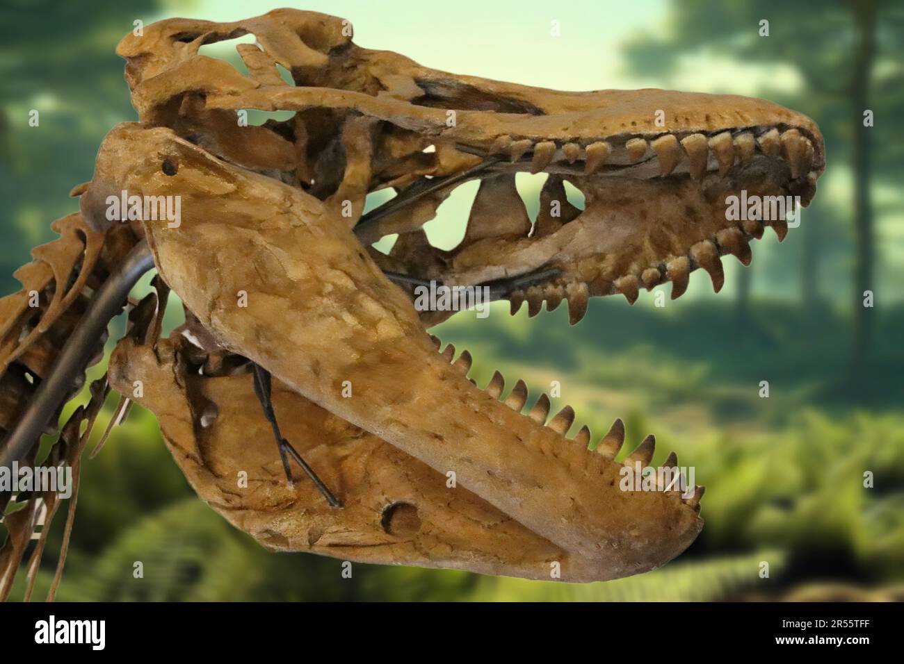 Tyrannosaurus rex (T. rex) is a species of theropod dinosaur that lived ...