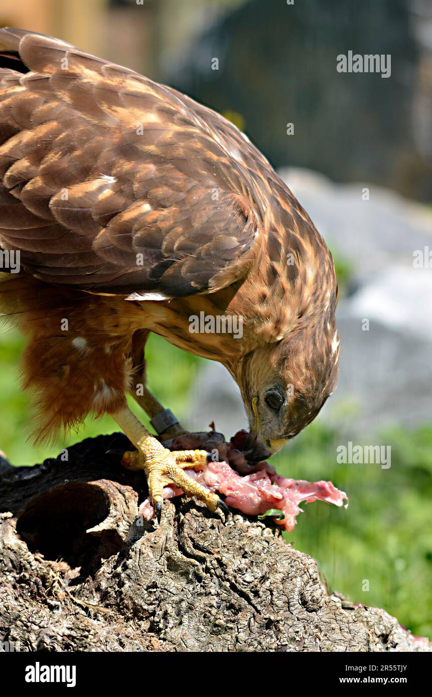 Closeup Harris Hawk (Parabuteo unicinctus) eating meat and seen from profile Stock Photo - Alamy
