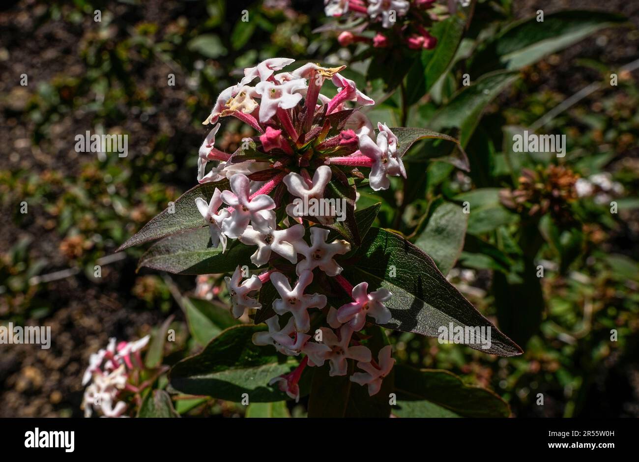 An Abelia Mosanensis flower is photographed at the perfume gardens of ...