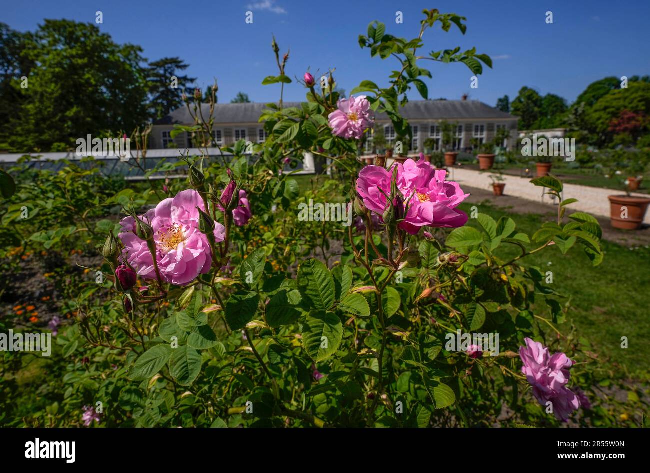 Roses of Grasse are photographed at the perfume gardens of the Chateau ...