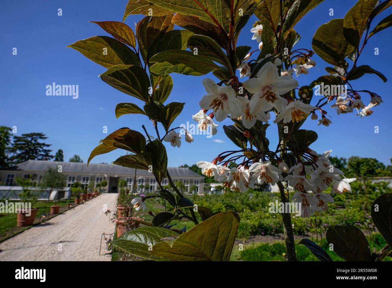 A Japanese snowbell tree is photographed at the perfume gardens of the ...