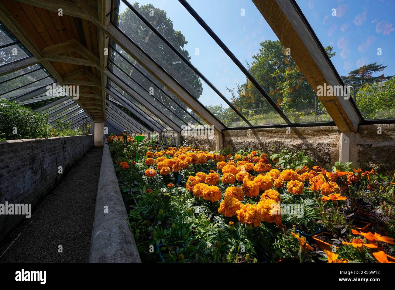 Tagetes Erecta flowers are photographed in a greenhouse at the perfume ...