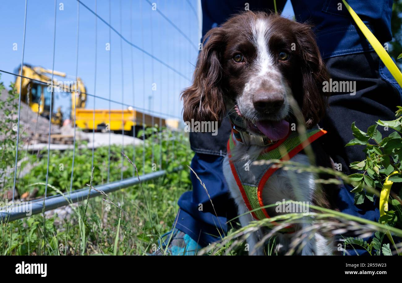 Munich, Germany. 01st June, 2023. Alexandra Hörand, dog handler at ...