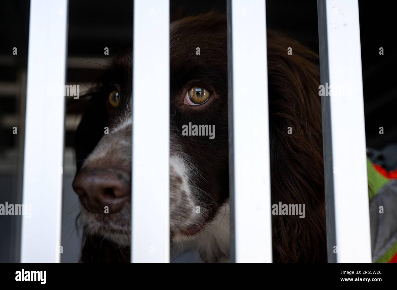 Munich, Germany. 01st June, 2023. The species detection dog Finya sits in her transport box at ...