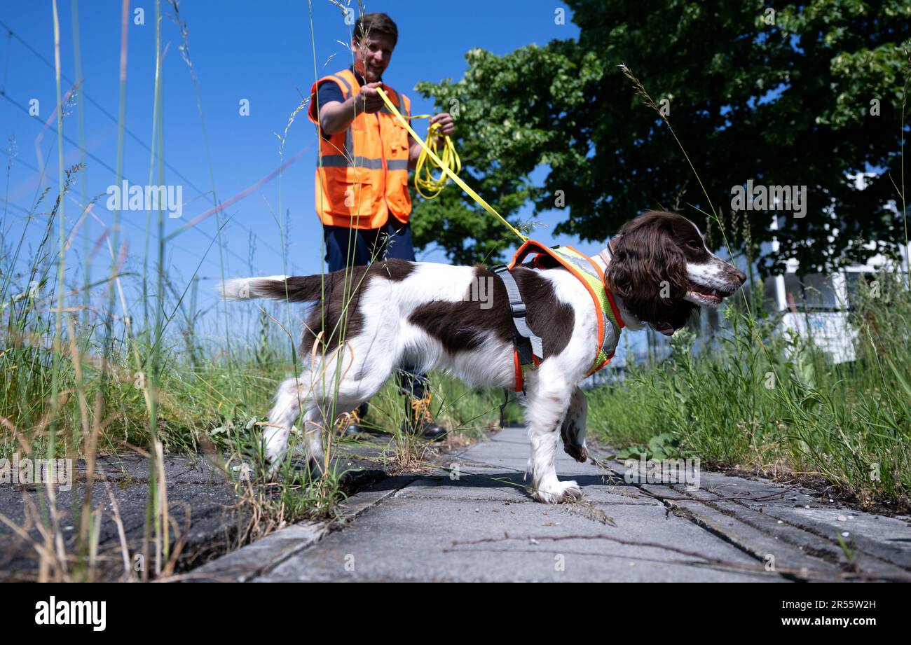 Munich, Germany. 01st June, 2023. Max Bültge, dog handler at Deutsche ...