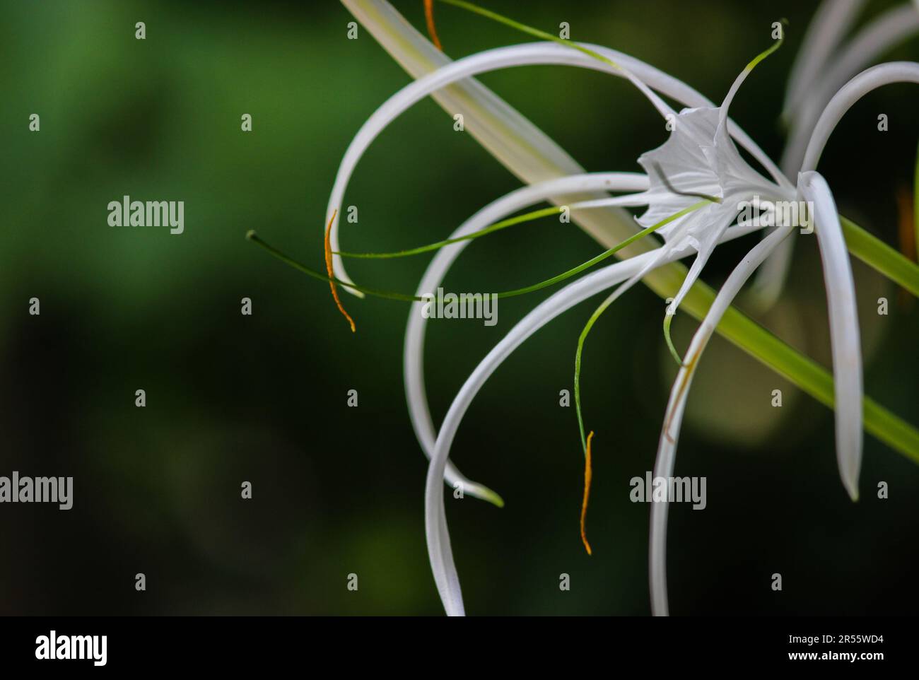 Spider Lily flower For publication, design, poster, calendar, post ...
