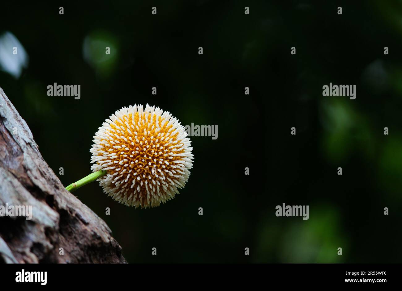 Beautiful yellow and white burflower, kodom ful with dark background ...