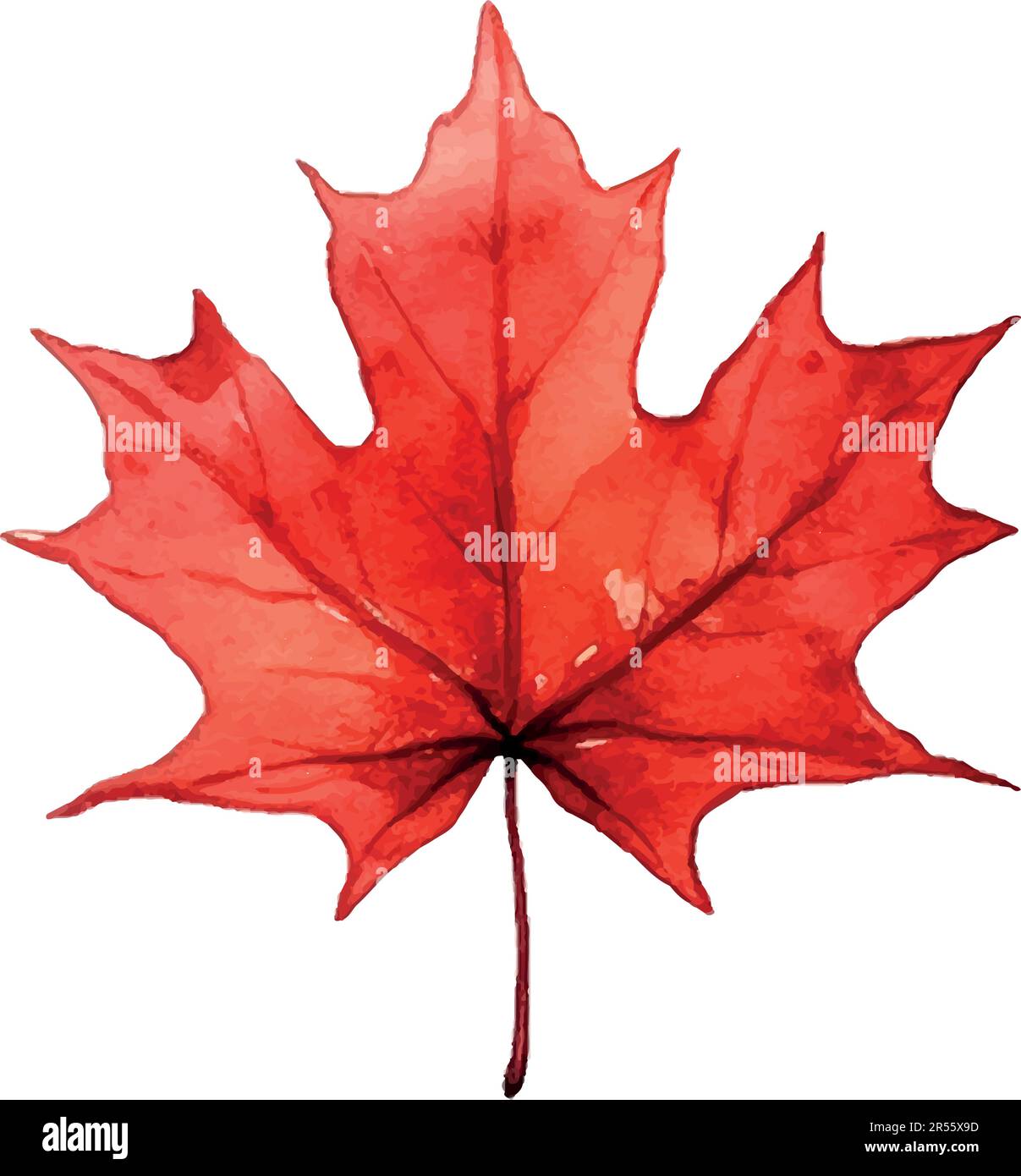 Beautiful watercolor red maple leaf Canada day white background Stock ...