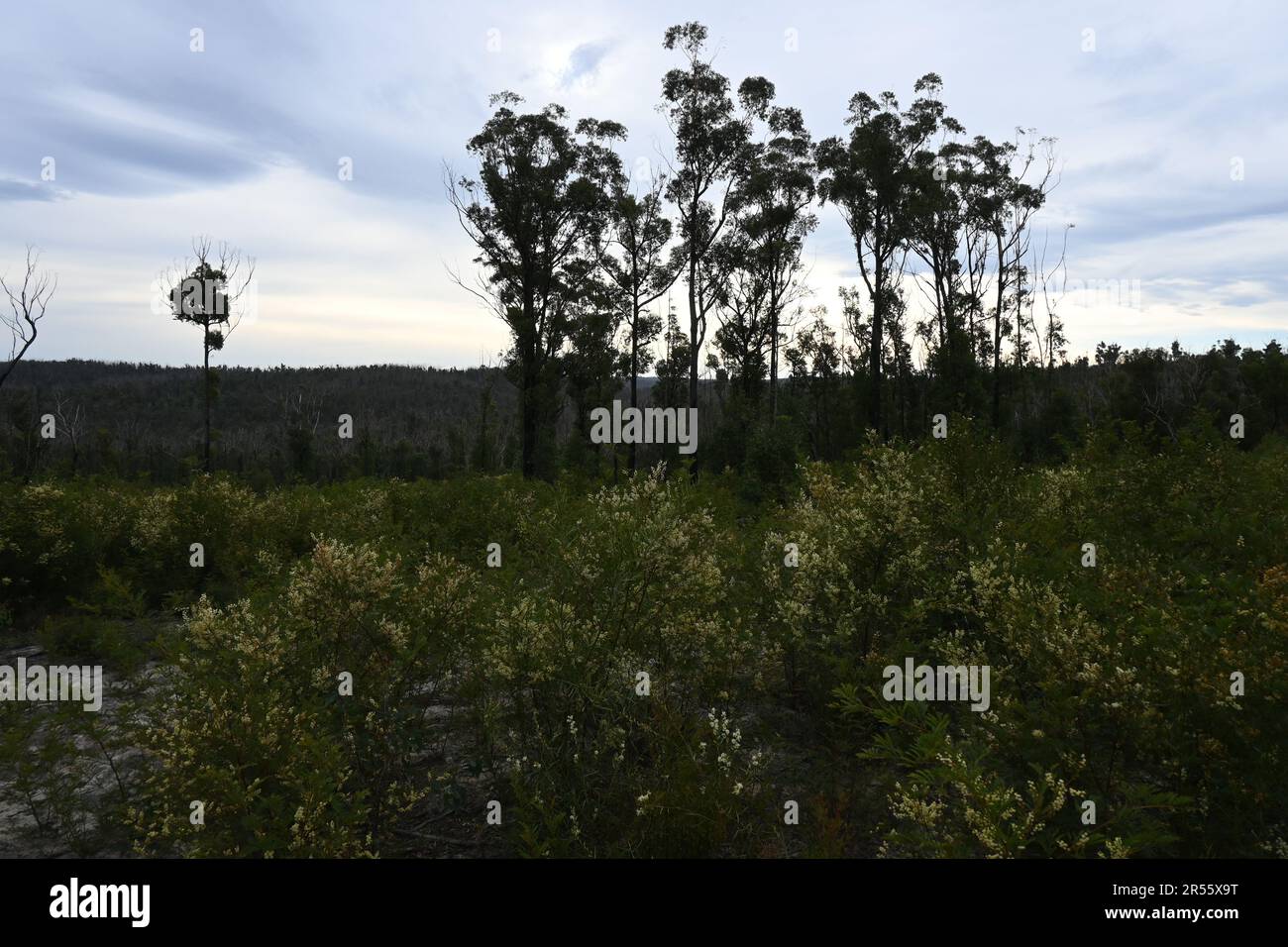 Young, quick-growing wattle trees nestle around eucalyptus trunks ...