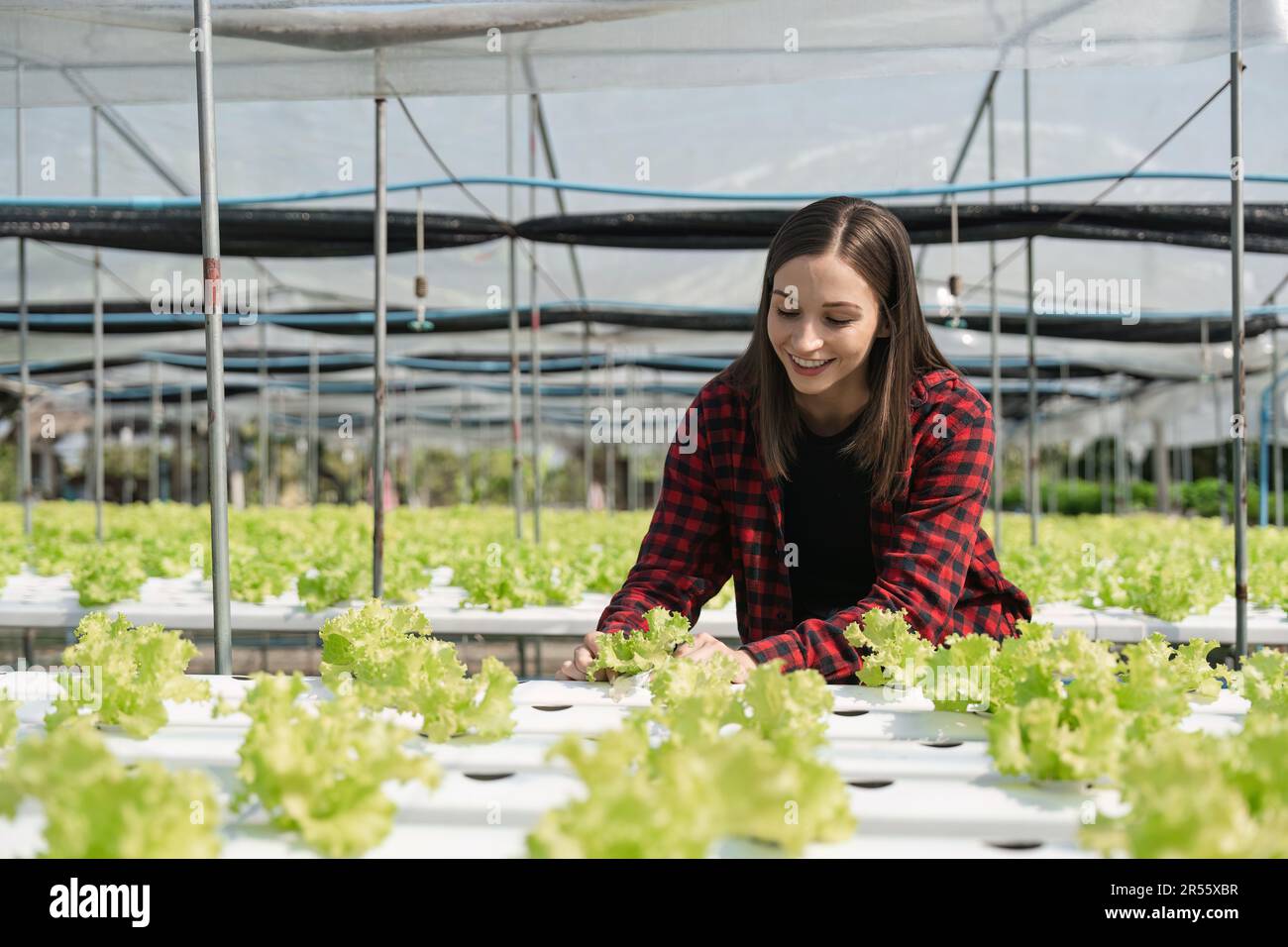 Happy of organic greenhouse female farmer vegetable green hydroponic farm harvesting Stock Photo ...