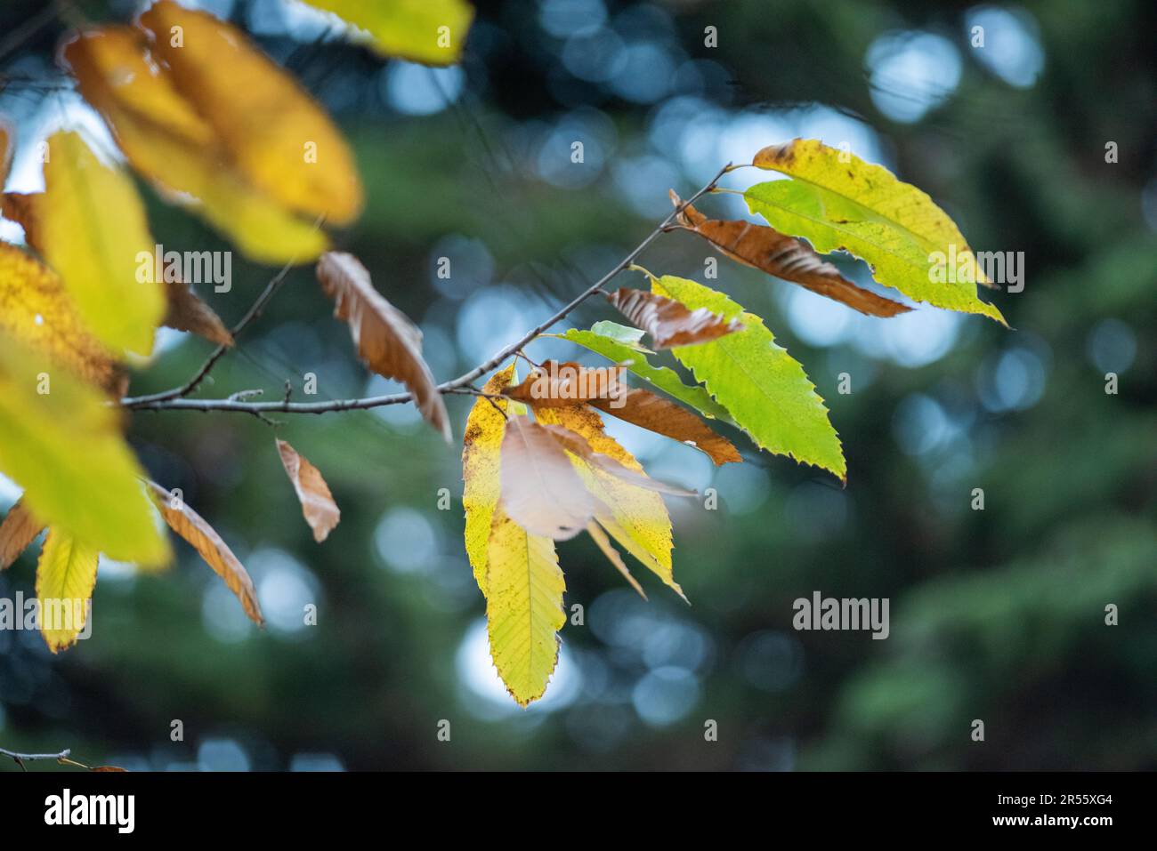 Sweet Chestnut tree Stock Photo - Alamy