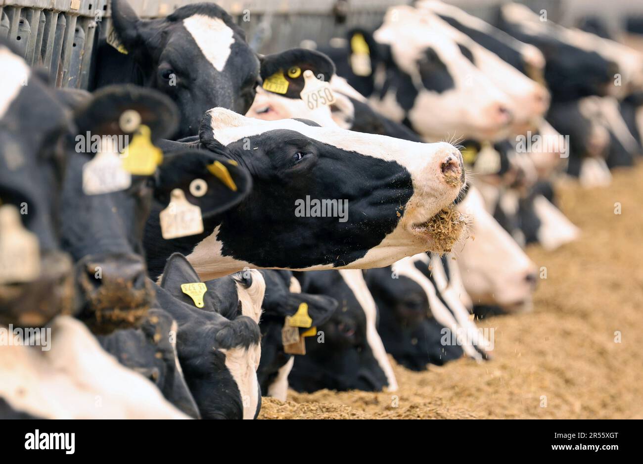 Milch cows hi-res stock photography and images - Alamy