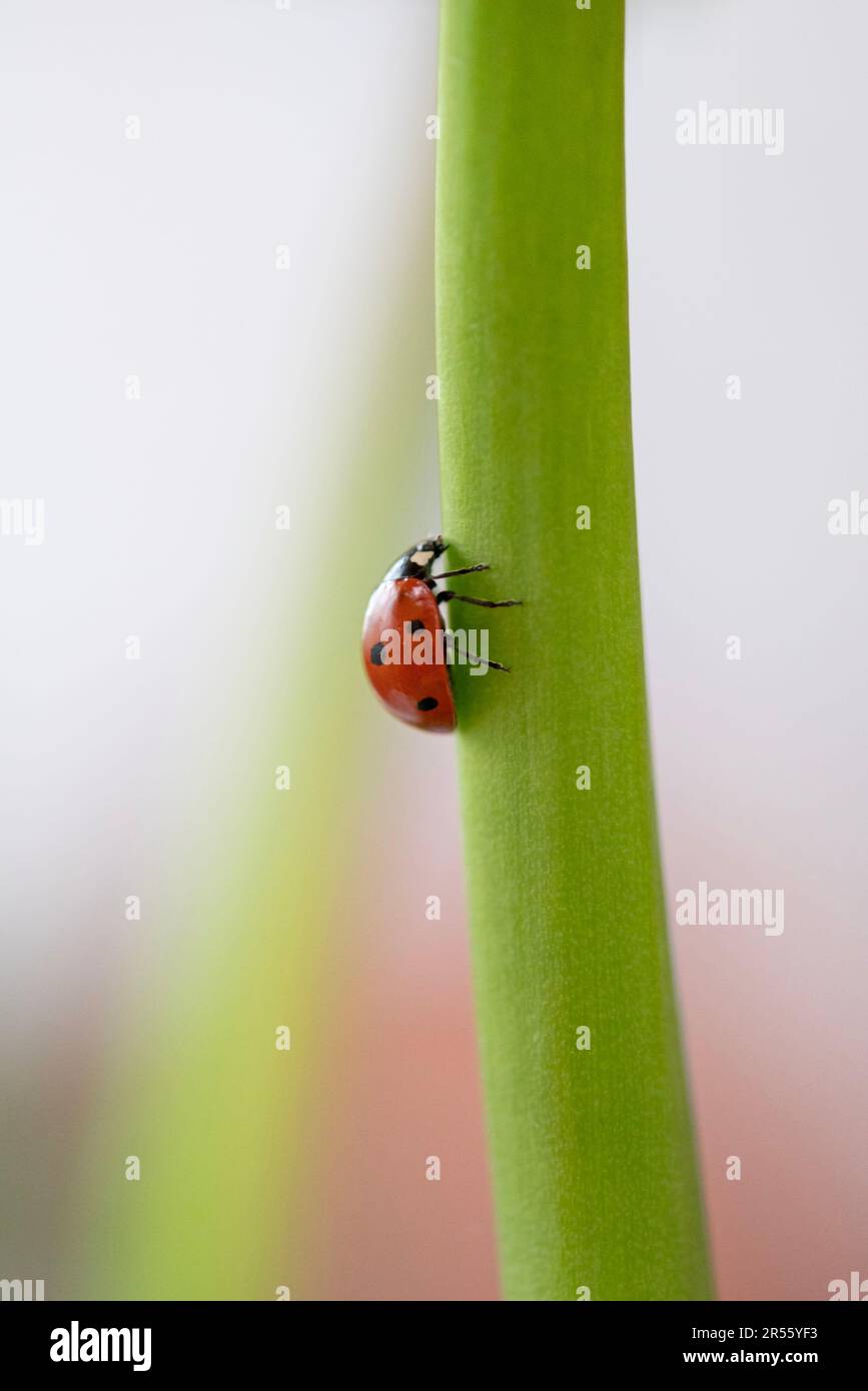 Ladybug on a tulip flower in nature Stock Photo - Alamy