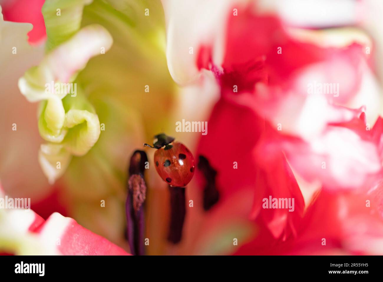 Ladybug on a tulip flower in nature Stock Photo - Alamy
