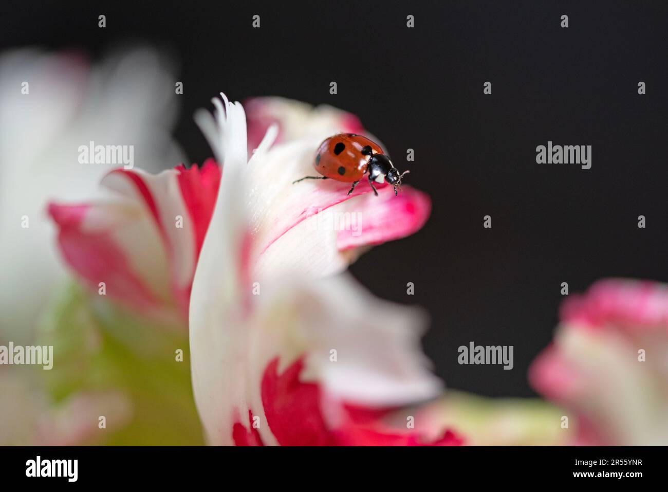 Ladybug on a tulip flower in nature Stock Photo - Alamy
