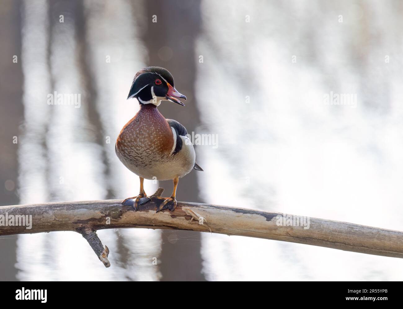 Duck standing on a log hi-res stock photography and images - Alamy