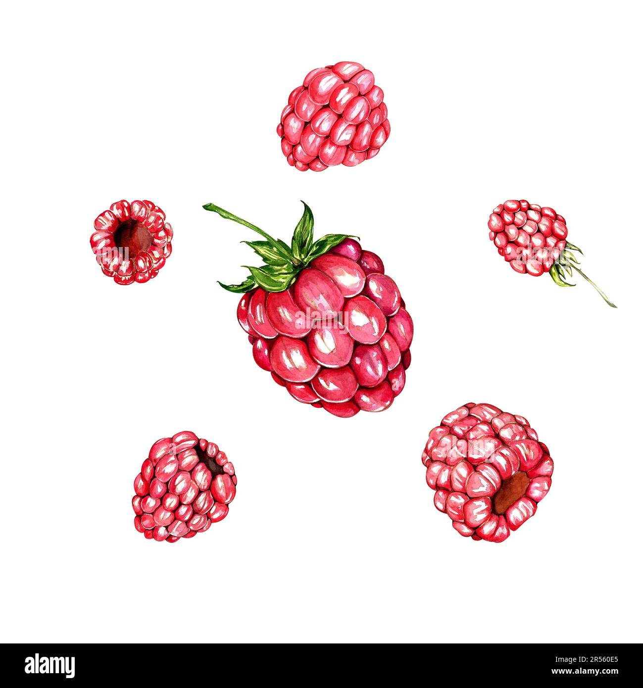 a set of watercolor elements. juicy raspberries with leaves. for ...
