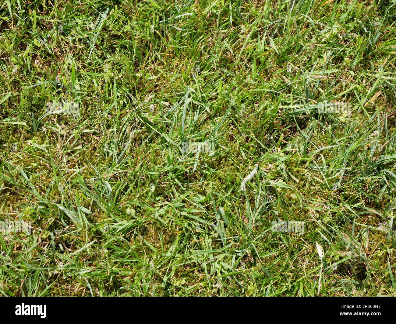 Green grass background, summer lawn, field close view Stock Photo - Alamy