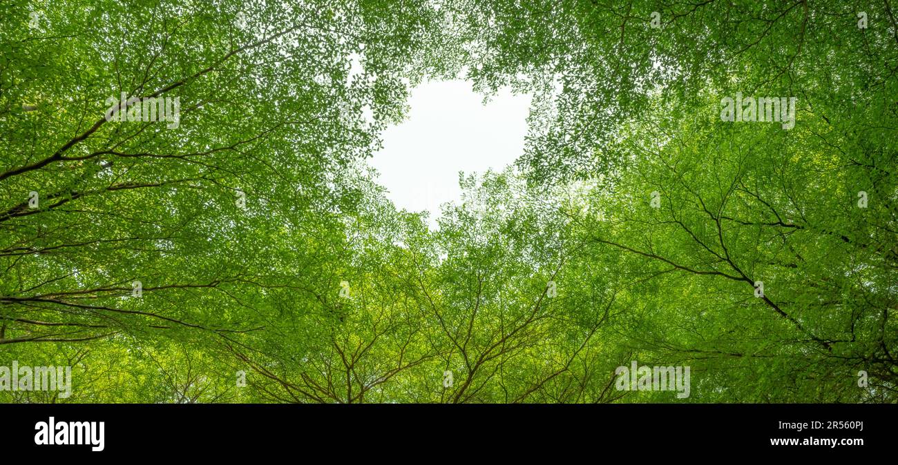 Bottom view of tree with green leaves and branches in tropical forest ...