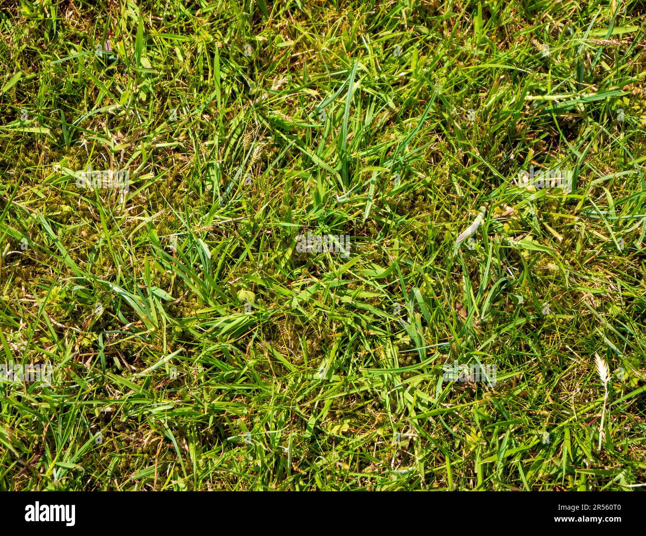 Green grass background, summer lawn field close view Stock Photo - Alamy