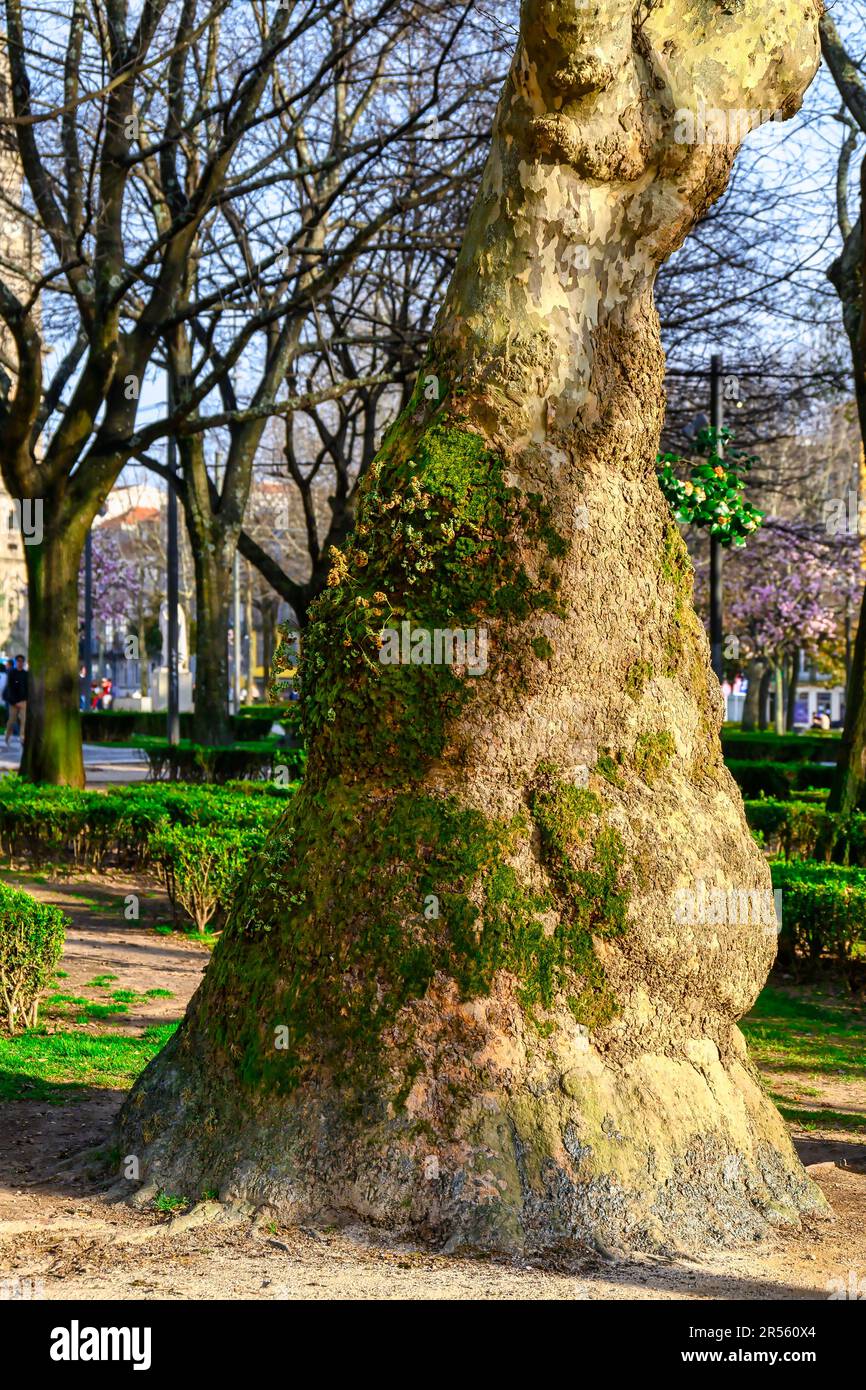 Decorative trees with a thick trunk in a town square in the downtown ...
