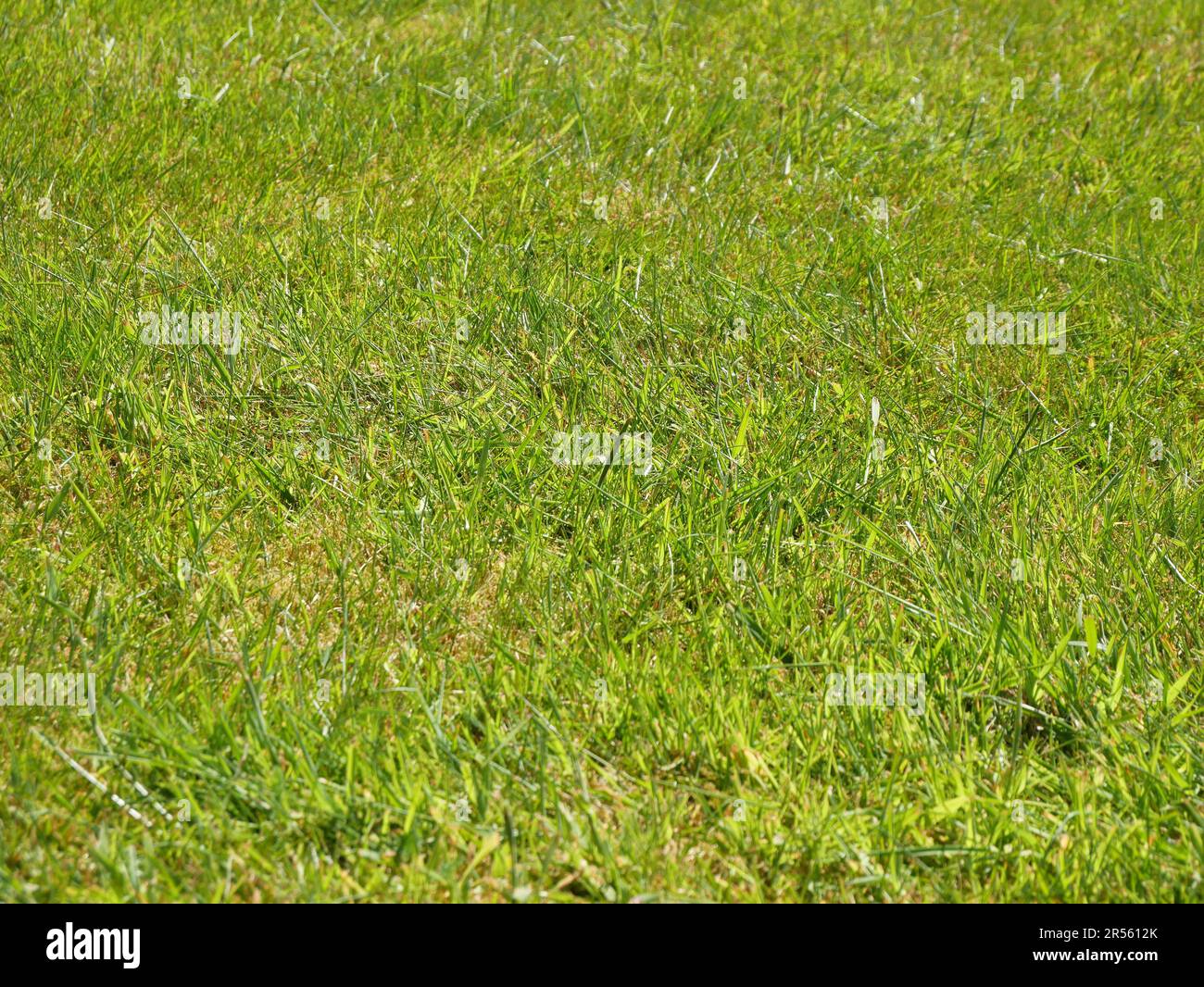 Green grass background, summer lawn, field close view Stock Photo - Alamy
