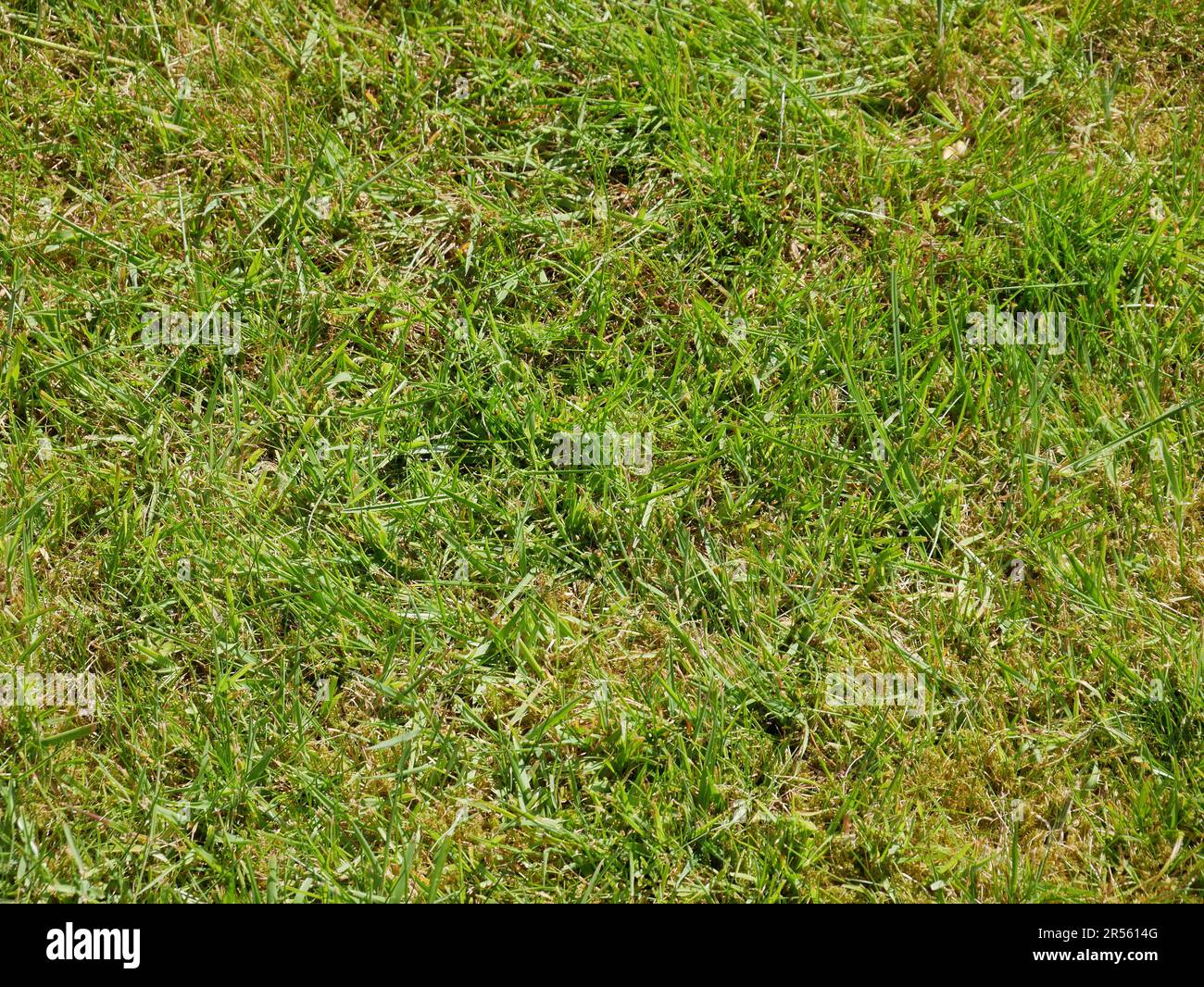 Green grass background, summer lawn, field close view Stock Photo - Alamy
