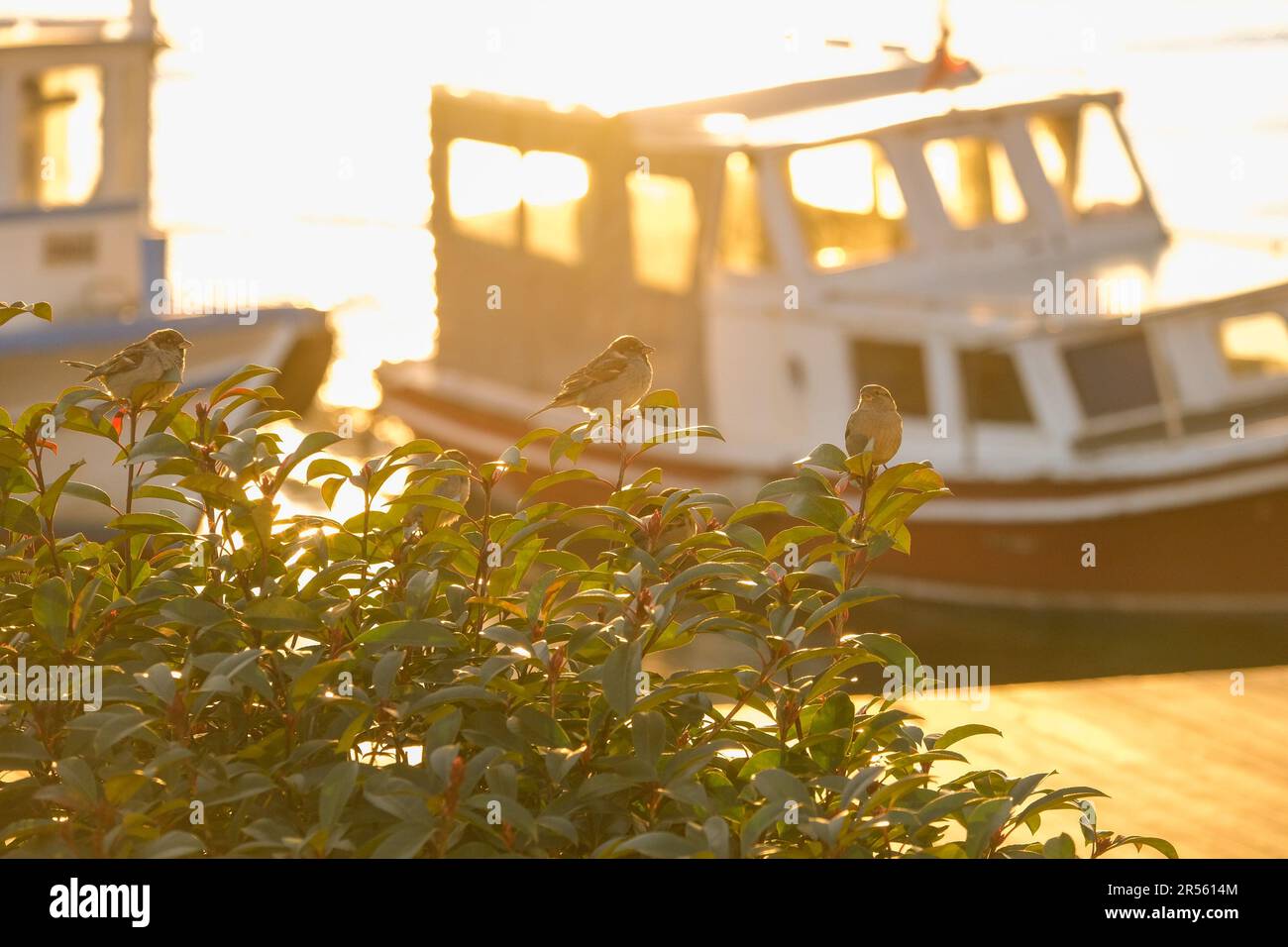 Close up sparrow bird on top of leaves with boat on sea and golden hour ...