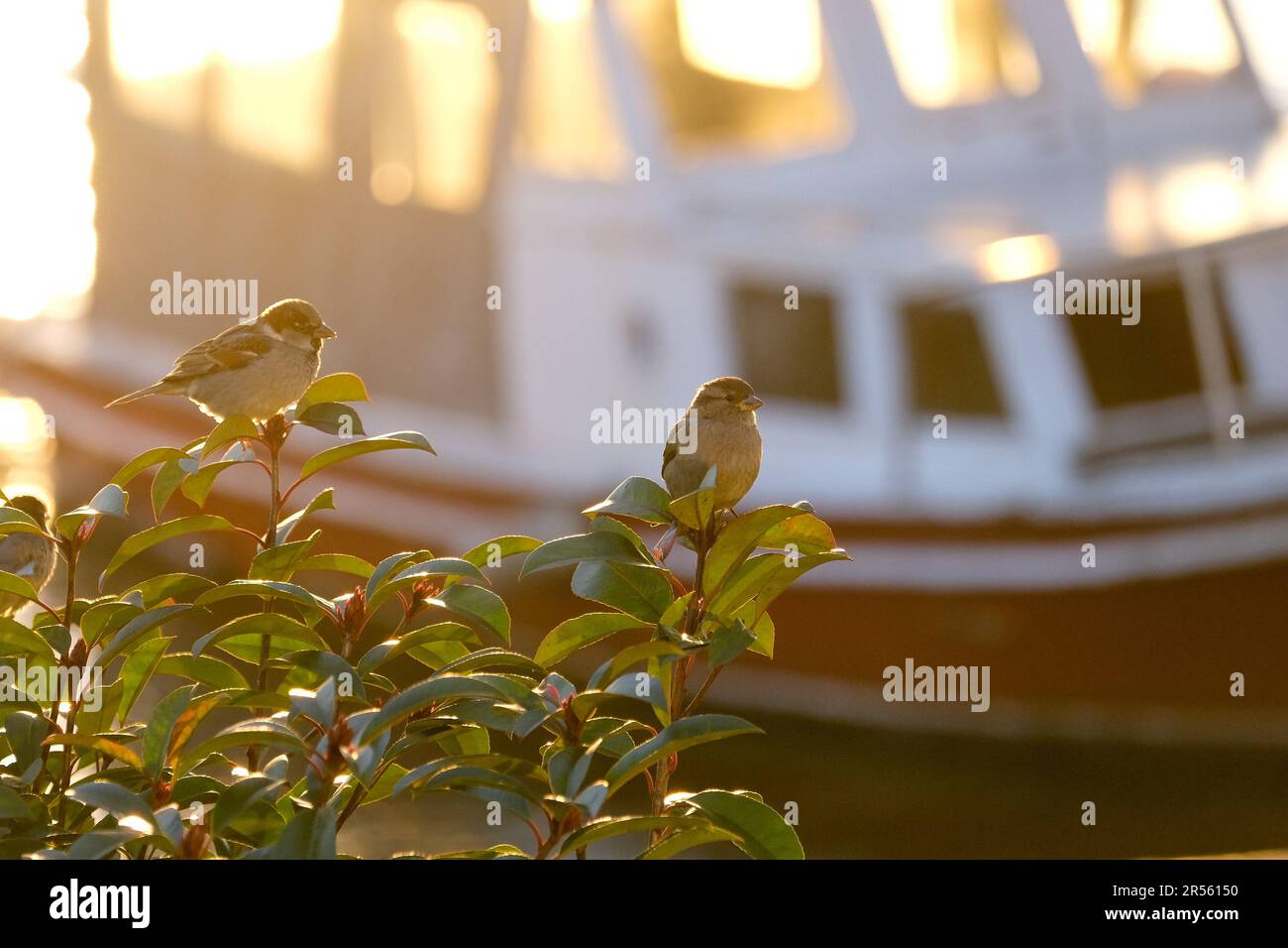 Close up sparrow bird on top of leaves with boat on sea and golden hour ...