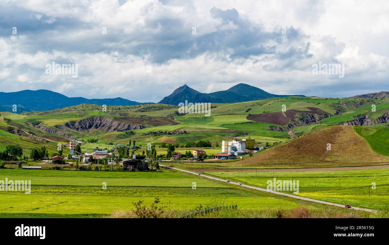 Green crops in a hilly field and mountain in the background, Iskilip ...