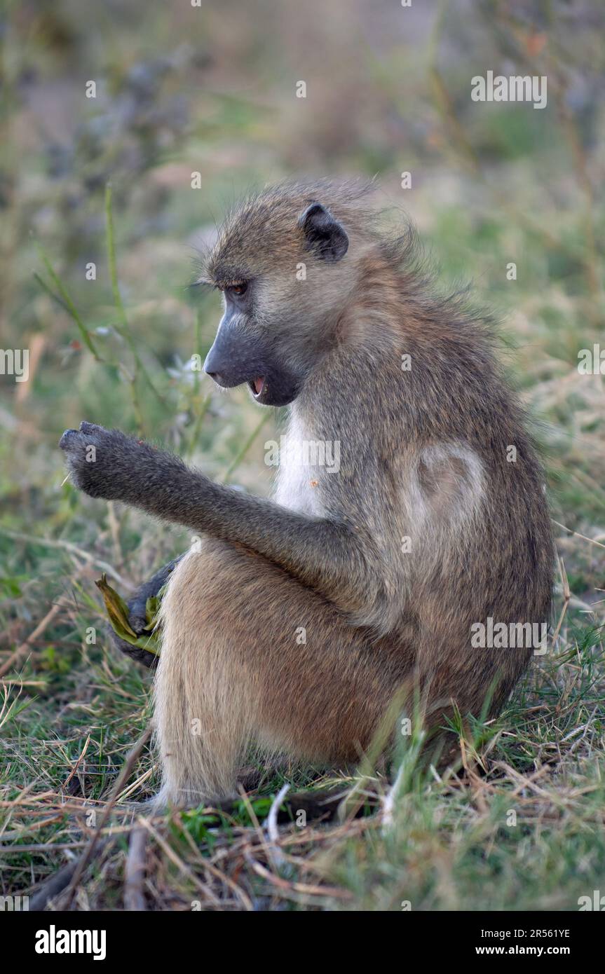 Papa anubis hi-res stock photography and images - Alamy