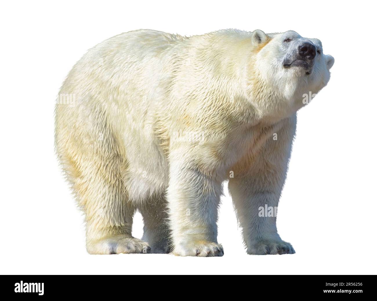 Polar bear isolated in white background Stock Photo - Alamy
